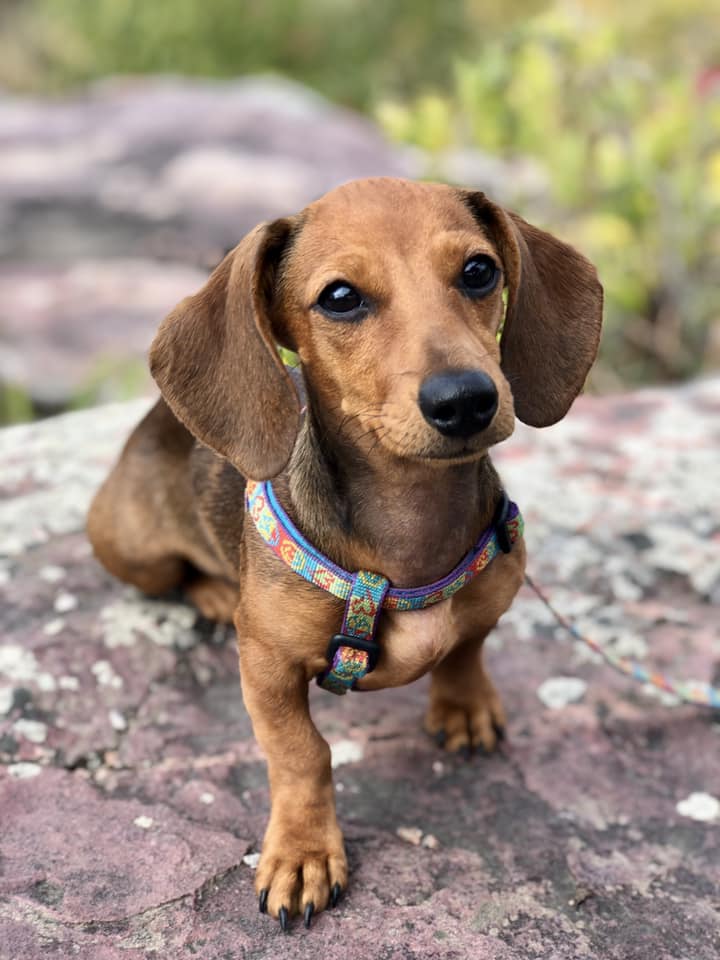 Our Team - Pipestone Chamber of Commerce & Visitor's Bureau